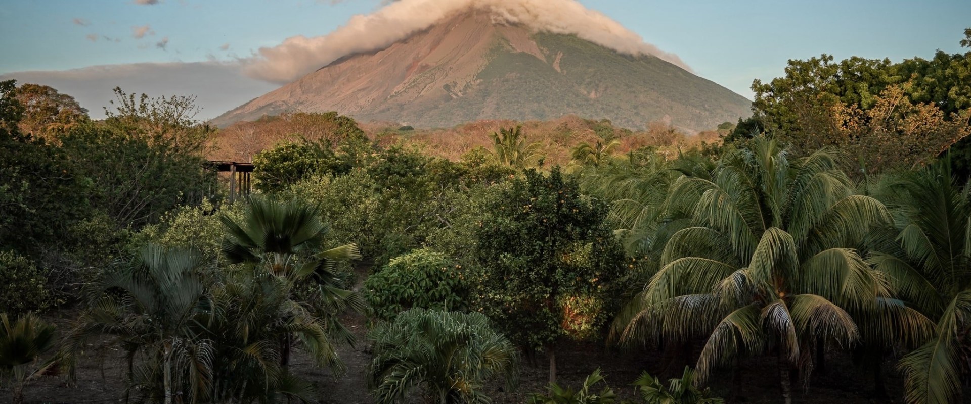 San Ramon Tree Care - Tree maintenance