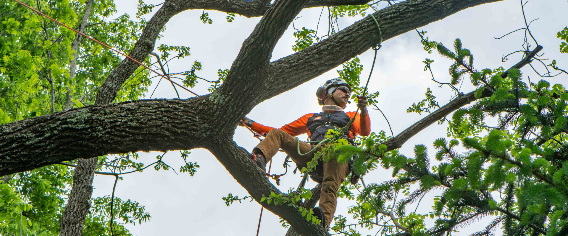 San Ramon Tree Care: How to Identify and Remove Hazardous Trees